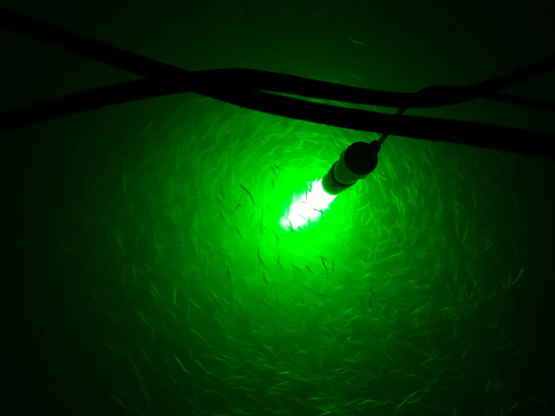 HYDRO GLOW | Hydro Glow LED Fish Light