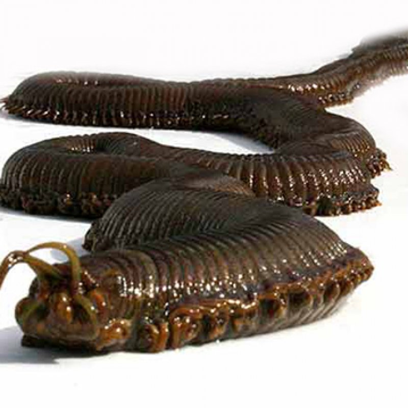 FRESH BAITS | USOLJENI MORSKI CRV